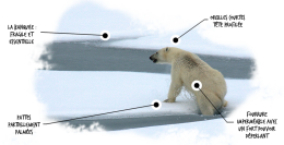 Papouk le Pizzly, un ours polaire pas comme les autres.