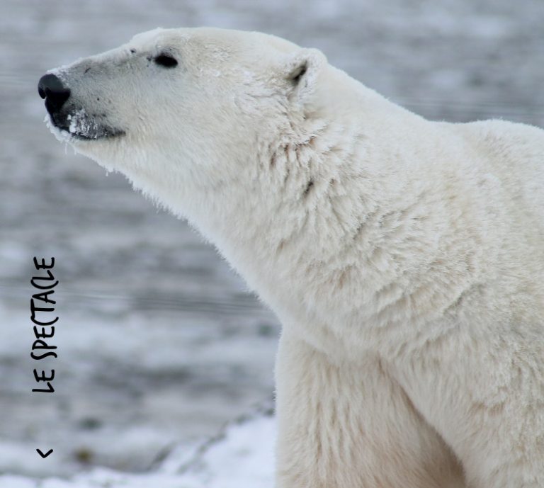 Papouk le Pizzly, un ours polaire pas comme les autres.