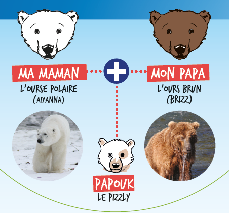 L'Arctique : un monde pollué - Papouk, le Pizzly